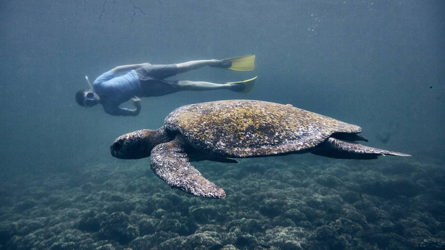 Snorkel y herencia ancestral en Isla del Caño – NUBA