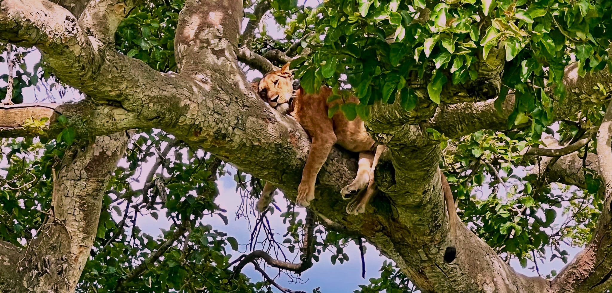 Uganda: Mountains of the Moon, Gorillas and the Nile Springs | NUBA